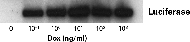Tetracycline inducible expression—Tet-One systems Tetracycline inducible expression—Tet-One systems
